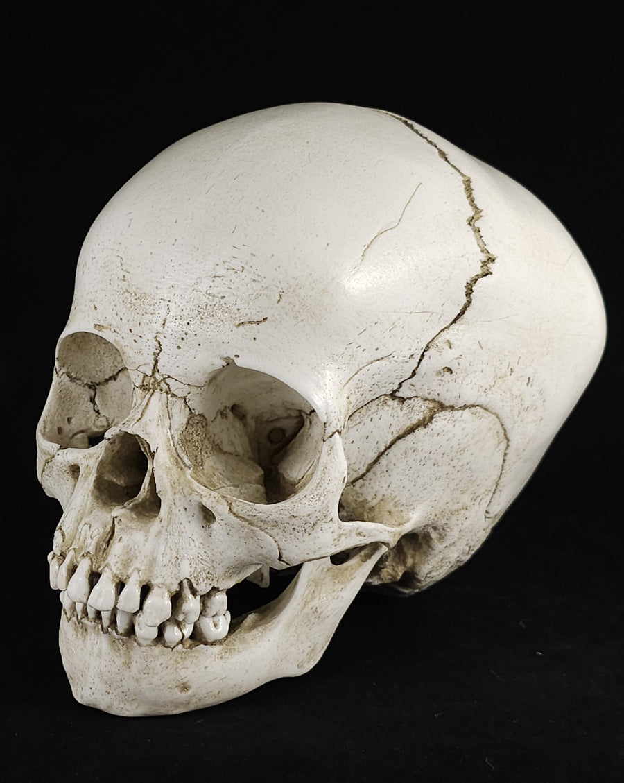 Child Skull Model-CS – Skull Shoppe