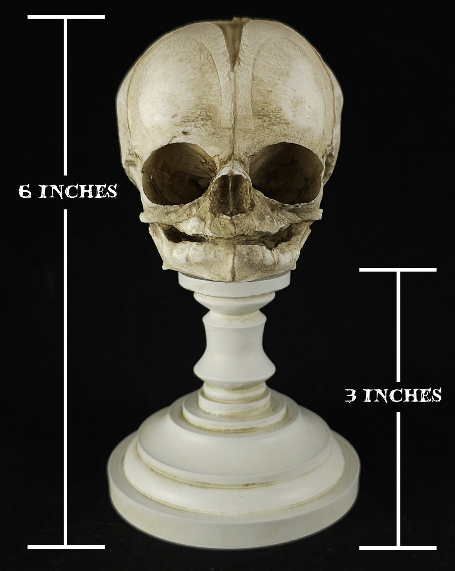 Fetal skull model with stand-antique white – Skull Shoppe