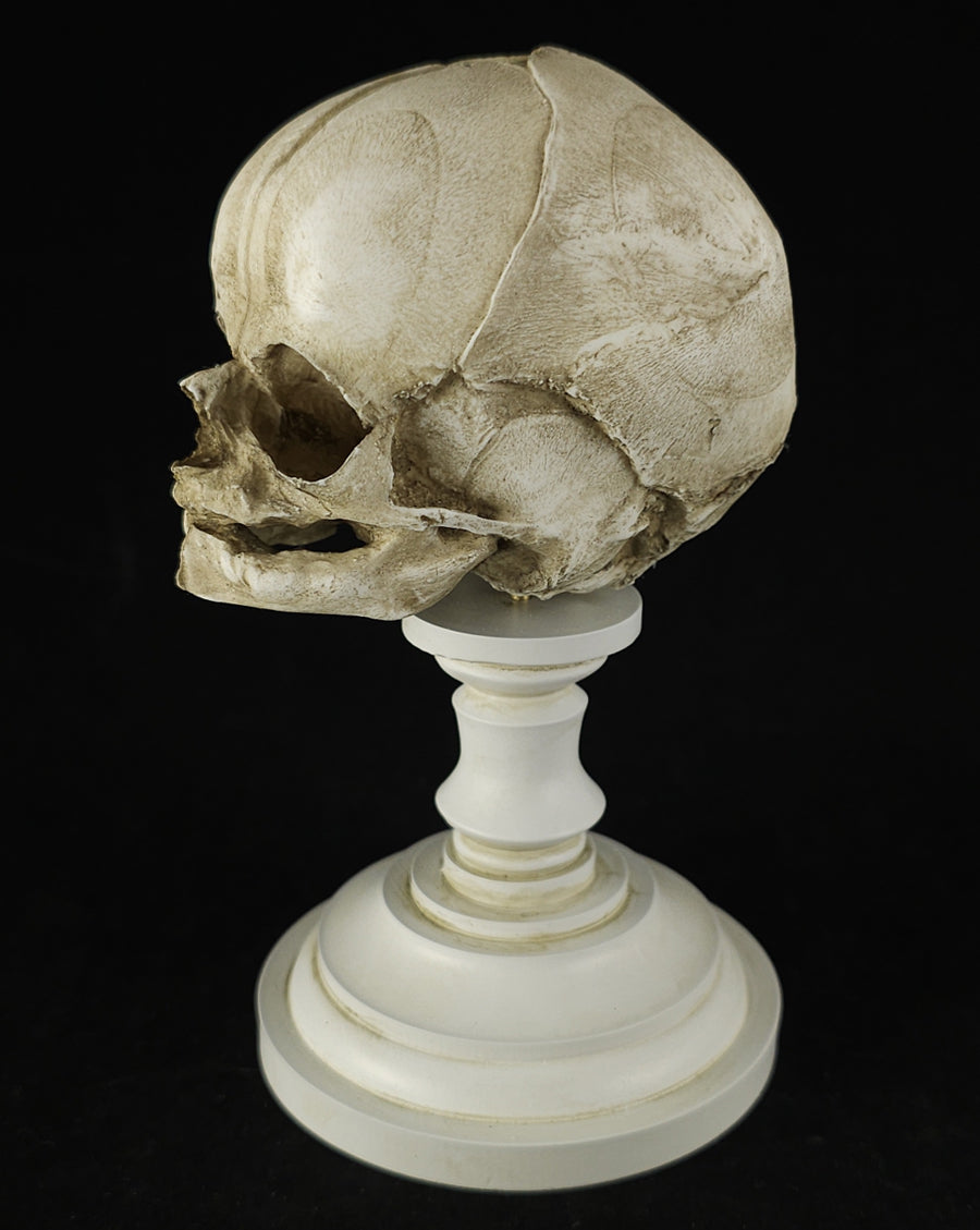 Fetal skull model with stand-antique white – Skull Shoppe